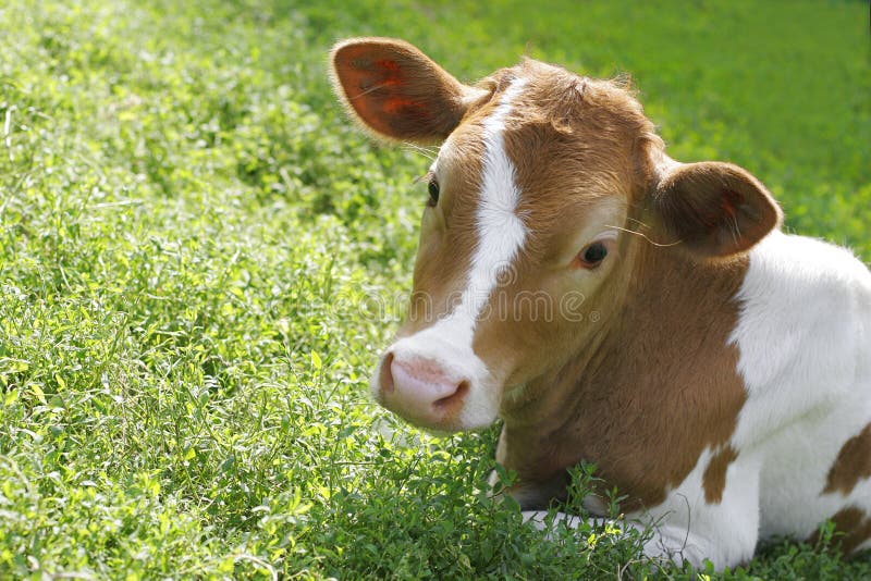 Baby Cow stock image. Image of baby, livestock, animal - 2402183