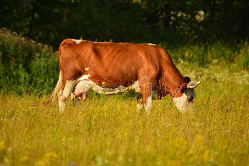 Red cow stock photo. Image of summer, grass, country - 56356268