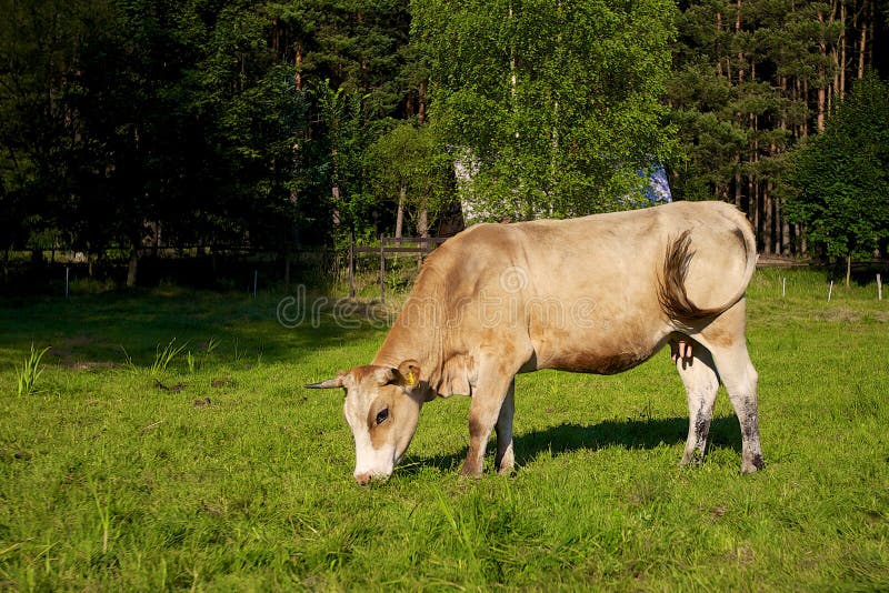 Red cow on green field, Red cow on green field