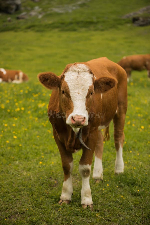 Red Cow Head with Cute Eyes and Pink Nose. Stock Image - Image of ...