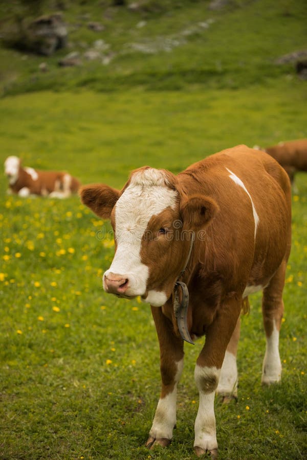 Red Cow Head with Cute Eyes and Pink Nose. Stock Photo - Image of alps ...