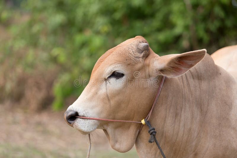 Red Cow Head stock image. Image of head, snout, sector - 55795439