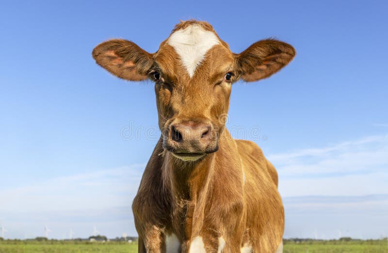 8,901 Cute Cow Face Stock Photos - Free & Royalty-Free Stock Photos ...