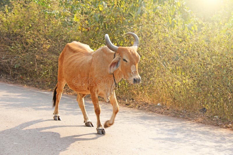 A Red Cow in India with a Bell, Goes on the Road. Beautiful Cow Stock ...