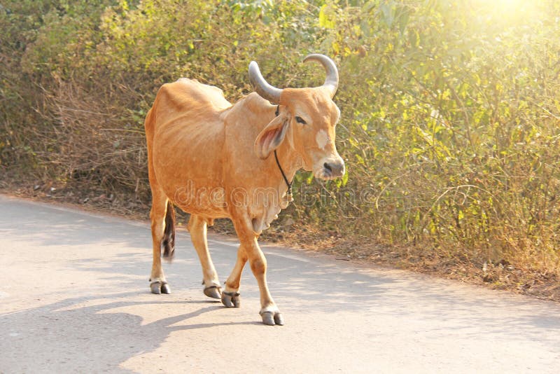 A Red Cow in India with a Bell, Goes on the Road. Beautiful Cow Stock ...