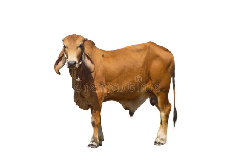 Red cow stock photo. Image of animal, meat, rural, nature - 243781404