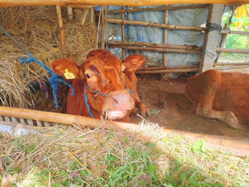 Red cow on its head rope stock image. Image of cattle - 329085347