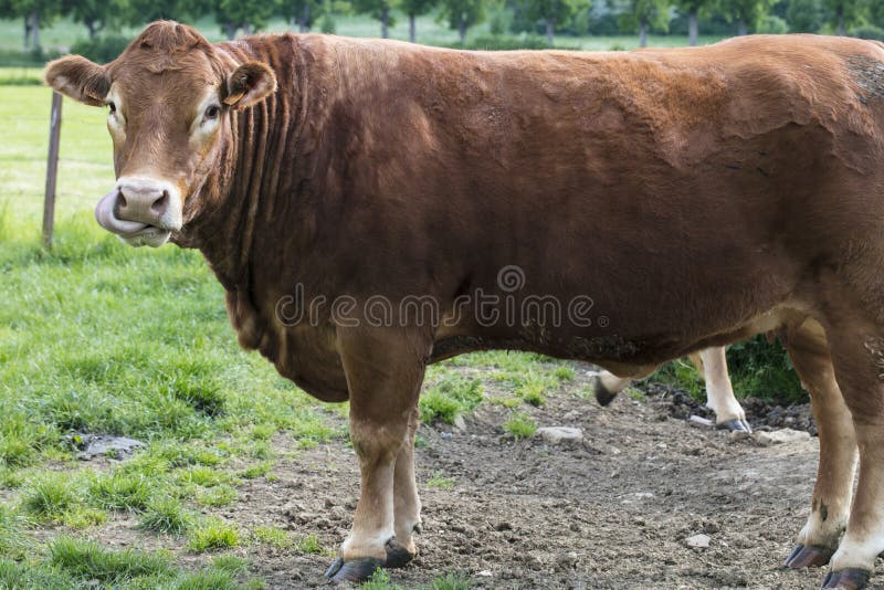 The red cow licks tongue stock image. Image of brown - 124764911