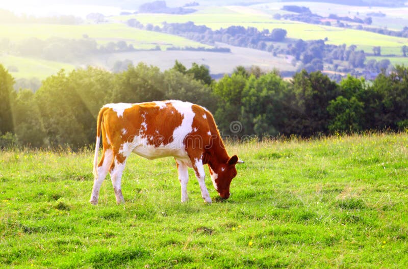 Red cow . stock photo. Image of animal, agriculture, farm - 37017934