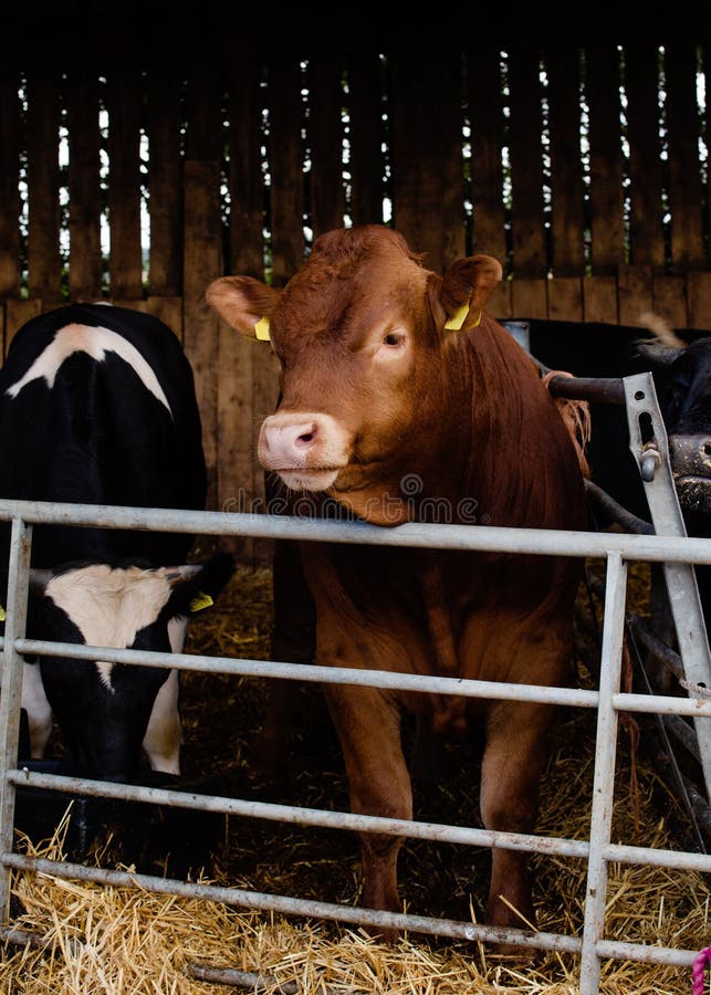 Red Cow in the Paddock on the Farm Stock Image - Image of bull, rural ...
