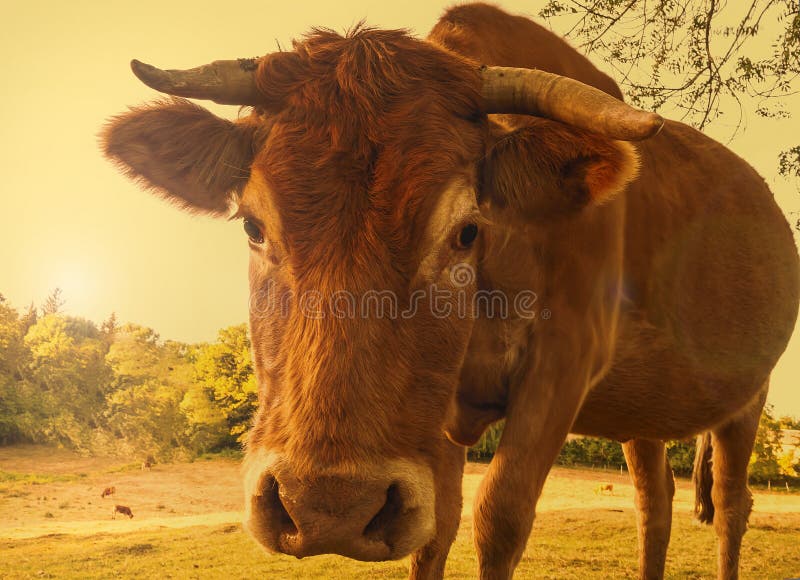 Red Cow in the Pasture Looks Right Stock Photo - Image of heifer, beef ...
