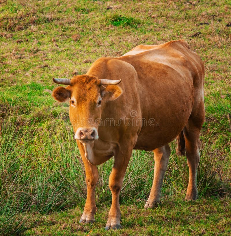 Red Cow in the Pasture Looks Right Stock Photo - Image of field, bovine ...