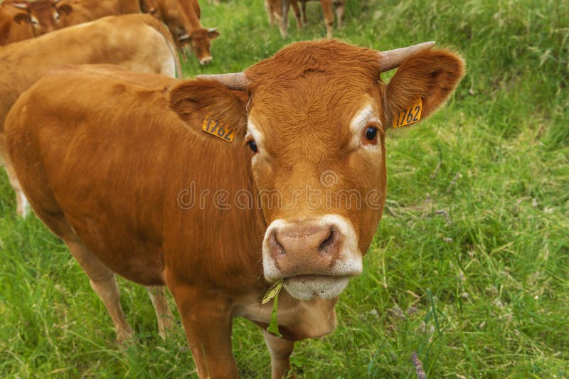 Red cow portrait stock image. Image of portrait, pasture - 81264423