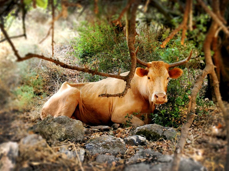 Red Cow Resting Under a Tree Stock Photo - Image of horns, tree: 157090150