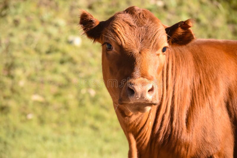 Red Cow stock image. Image of range, pines, agriculture - 94890593