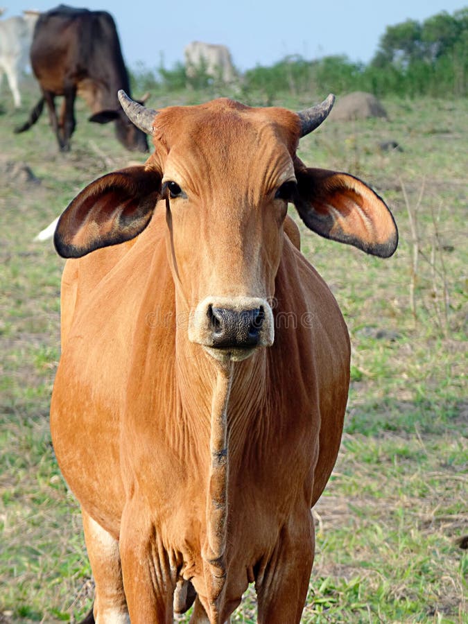 Red Cow Standing on the Farm Stock Image - Image of head, wild: 79478823