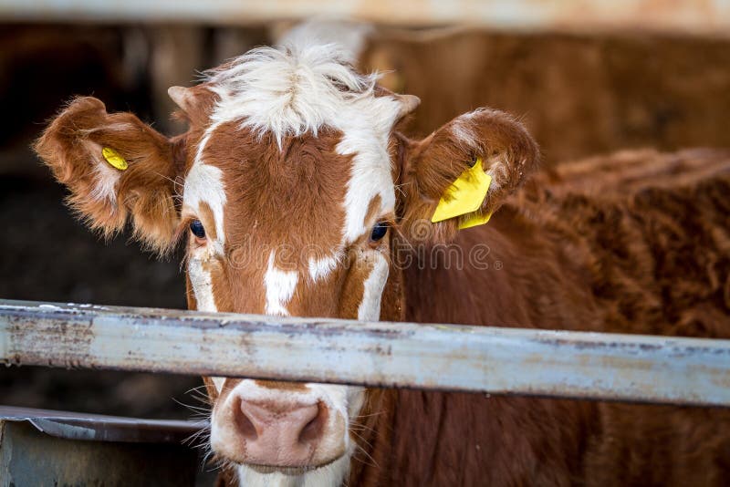 Cow in the paddock in farm stock photo. Image of breeding - 91530936