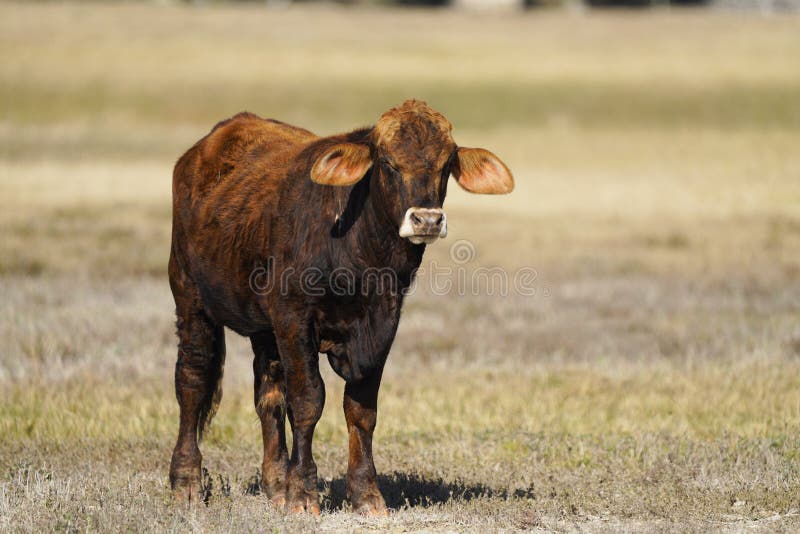 Red Cow Sunning in the Sunshine Stock Image - Image of cute, national ...