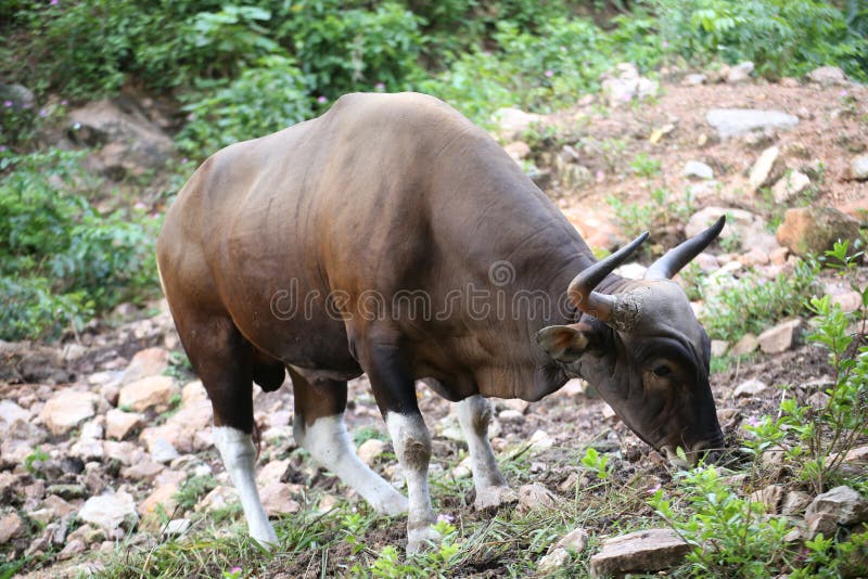 Red cow stock image. Image of closeup, keaw, beast, munch - 60151001