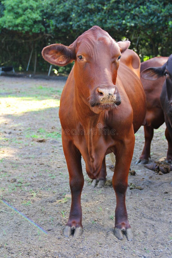 Red Cow vertical stock photo. Image of field, drudgery - 41516000