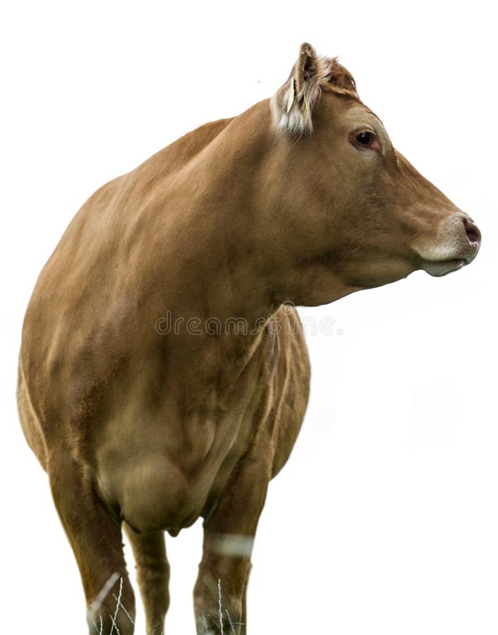 249 Red Cow Standing Isolated White Background Stock Photos - Free ...