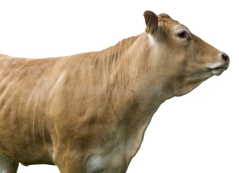 249 Red Cow Standing Isolated White Background Stock Photos - Free ...