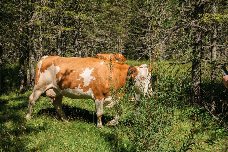 Red Cow in a Willow Grove.cow Eats Grass. Austrian Cow with White Spots ...