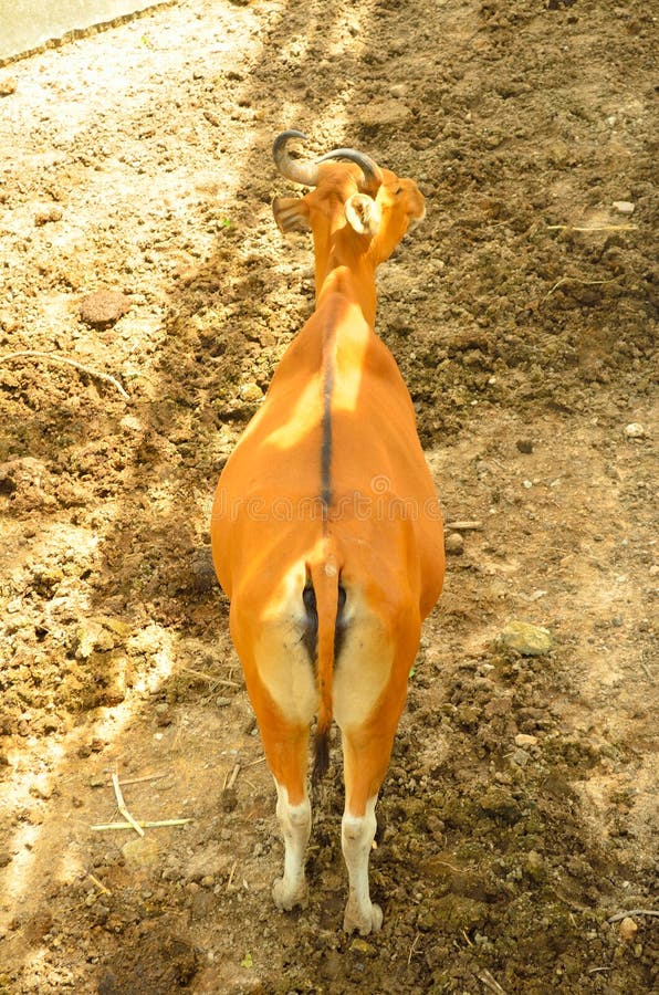 Red cow stock photo. Image of brahman, asian, dwarka - 76901024