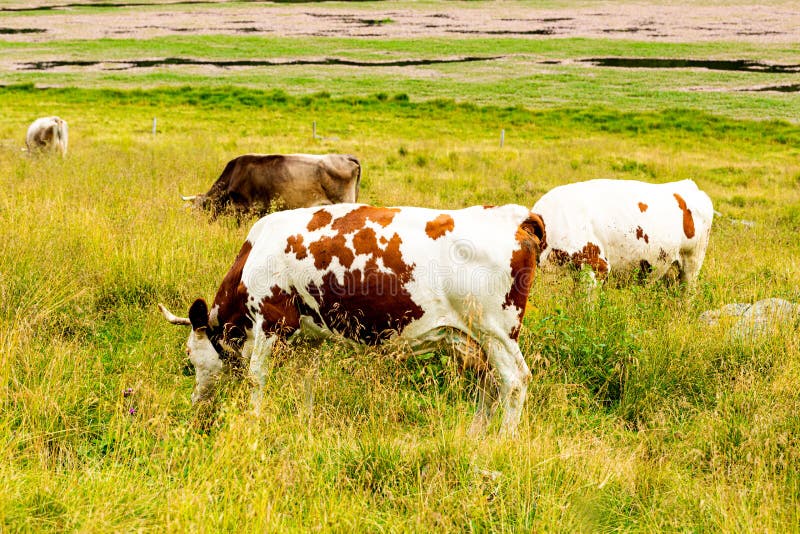 Red Cows Graze in the Mountains of Italy Dolomites Stock Image - Image ...