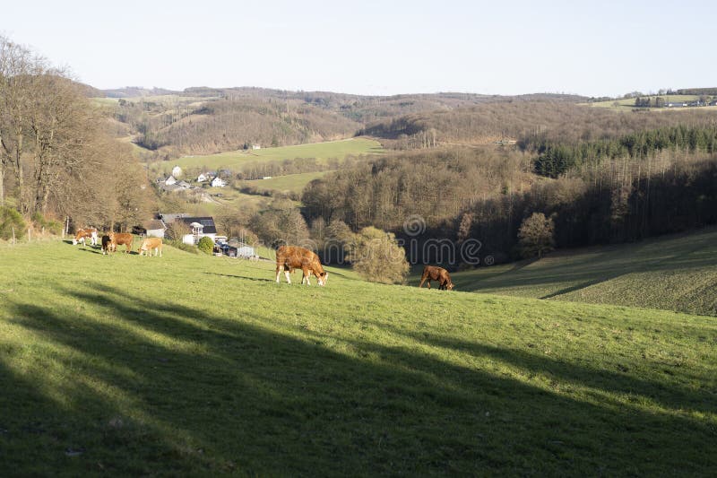 Agricultural Concept. Red Cows Grazing on a Green Slope in Spring ...