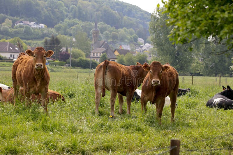 Red cows on pasture stock photo. Image of grazing, meadow - 124768204