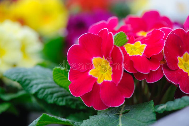 Red cowslip stock image. Image of primrose, springtime - 65237109