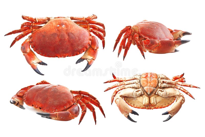 Red crab stock image. Image of isolated, object, claw - 22297007