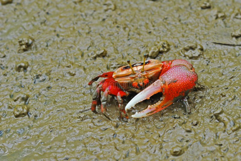 Red crab stock photo. Image of dinner, isolated, ocean - 5723988