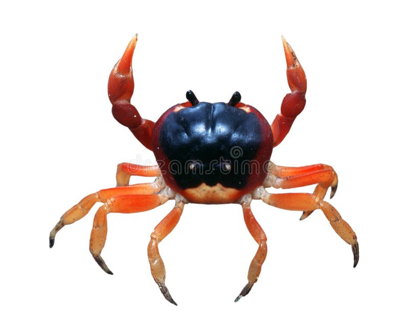 Red Crab stock photo. Image of beach, seafood, posture, posing - 77026