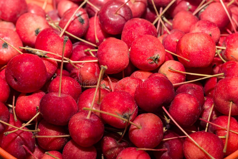 Red Crab Apples (mini Apples) Stock Photo - Image of small, natural ...