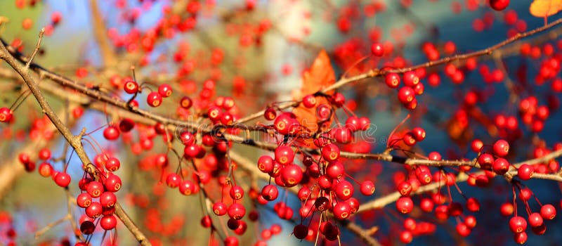 Red Crab Apples on a Tree in Fall Stock Photo - Image of crop, green ...