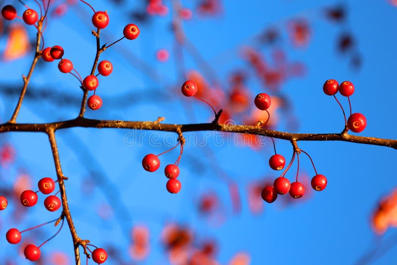 Red Crab Apples on a Tree in Fall Stock Photo - Image of healthy, leaf ...