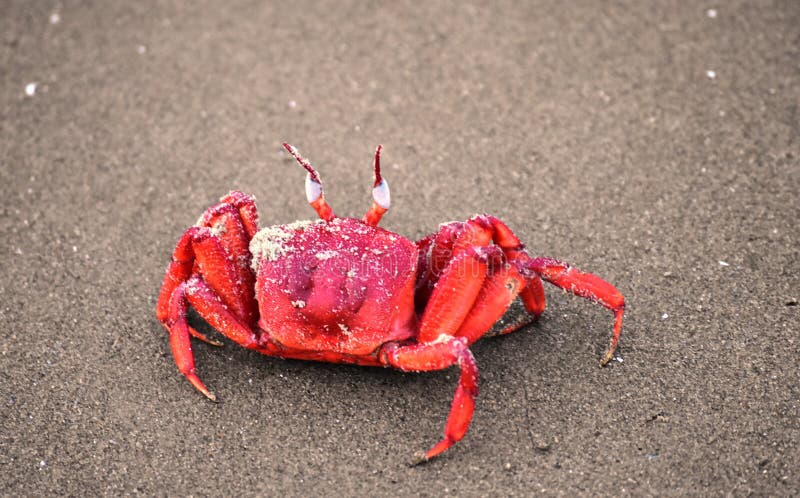 A red crab. stock photo. Image of marine, colors, sand - 70526798