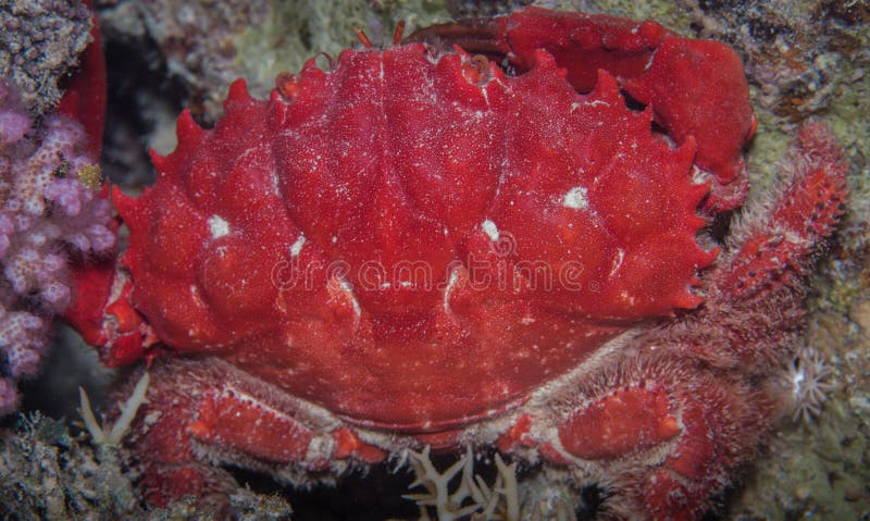 Red crab stock photo. Image of tropic, wildlife, underwater - 54886500
