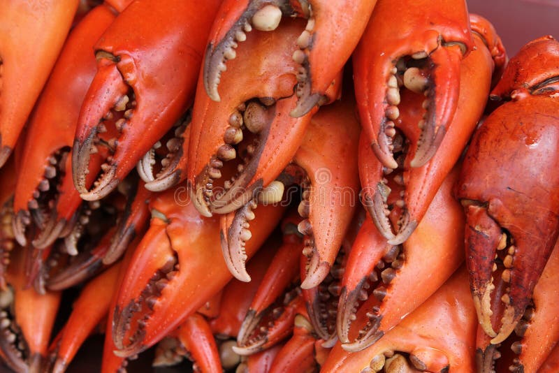 Crabclaws Stock Photos - Free & Royalty-Free Stock Photos from Dreamstime