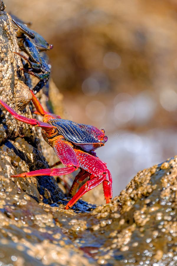 Red Crab on the Cliff Close To the Ocean on the Canary Islands Stock ...