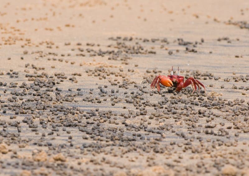 Red Crab eating stock image. Image of animal, coast, animals - 5860999
