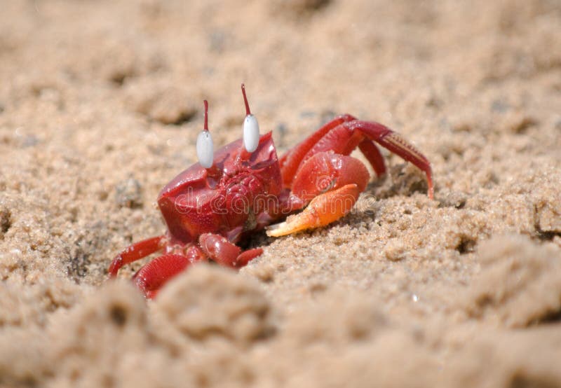 Red Crab face stock photo. Image of rojo, salvaje, nature - 5861050