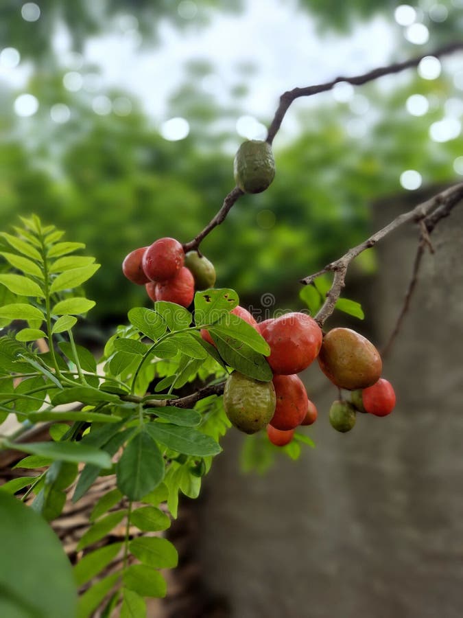 Red Crab Fruit Ripening on the Tree. Stock Image - Image of ripening ...
