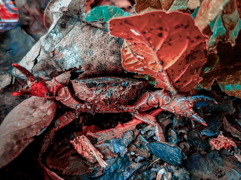 Red Crab Hiding Behind Dry Leaves Stock Image - Image of leaf, cuisine ...