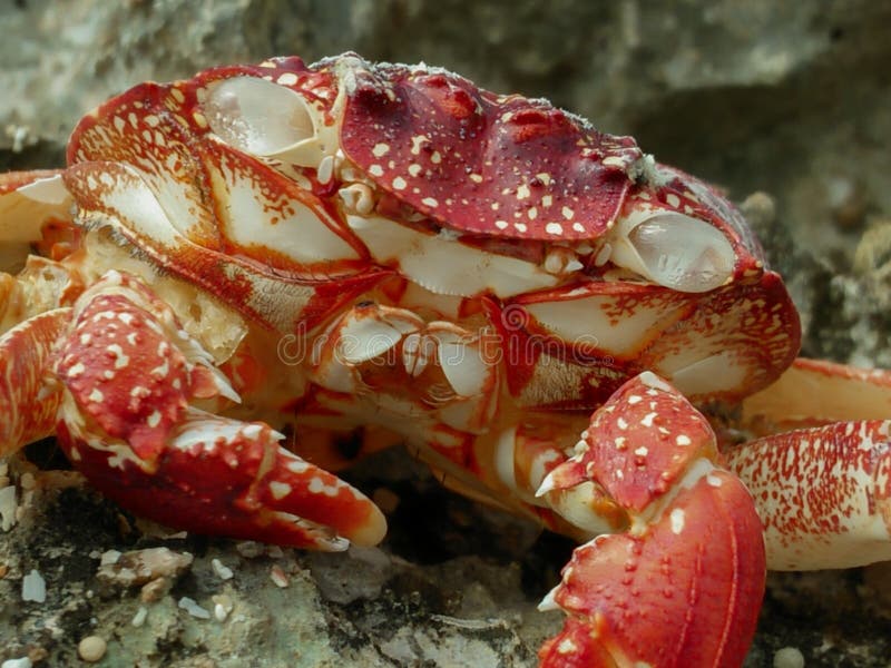 Red Crab is Looking for Food on the Beach Stock Image - Image of beach ...