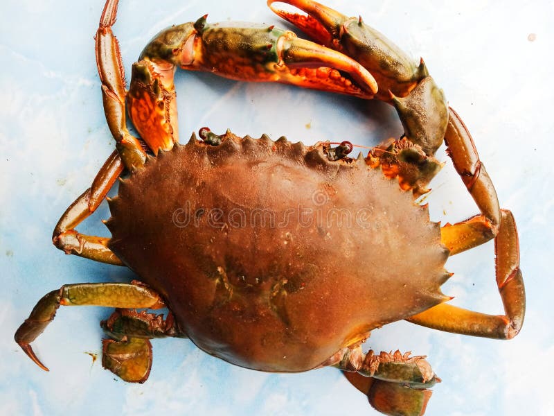 Red crab photo stock image. Image of crab, indonesia - 239008559