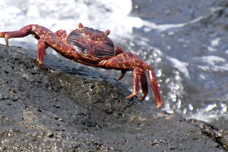 Red crab stock image. Image of nature, corallinus, coast - 36985475