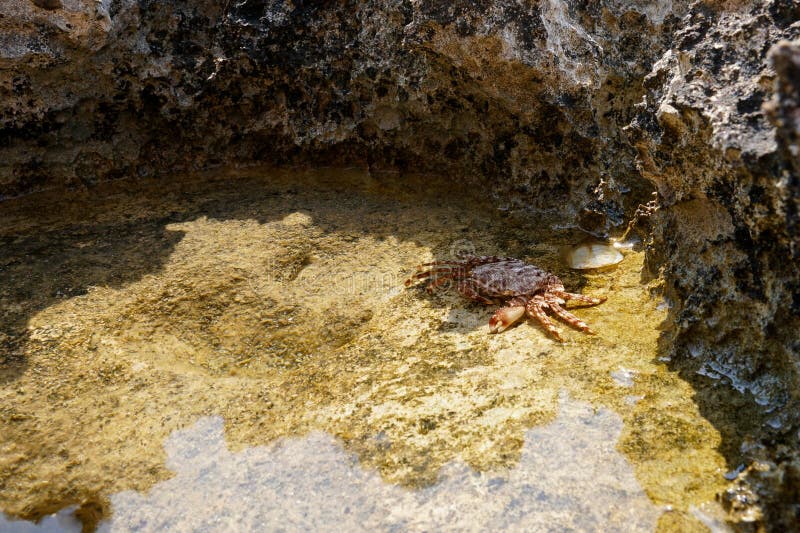 Red Crab at the Rocky Shore Under Water. Stock Image - Image of crab ...